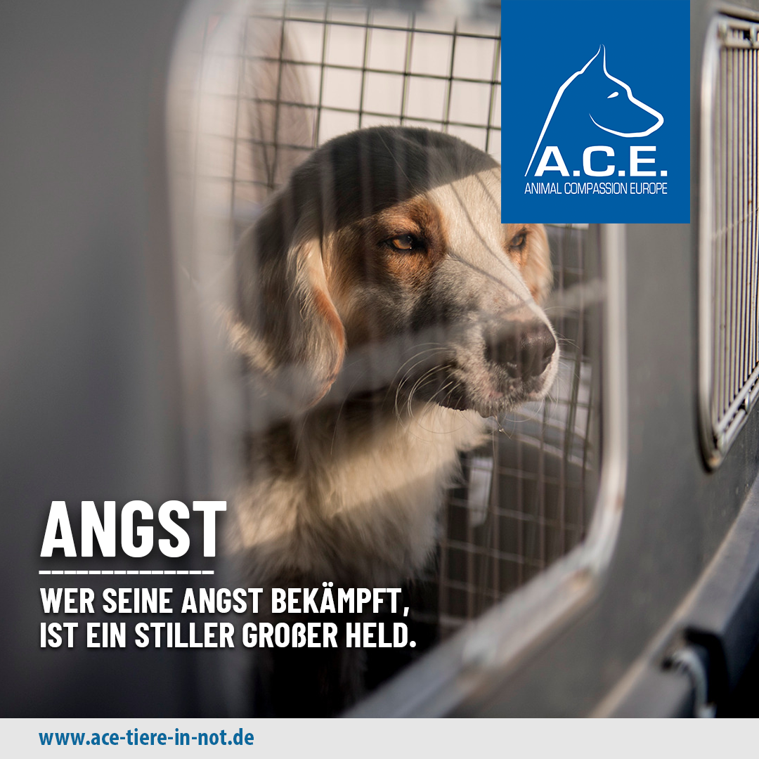 Angsthunde - ACE Tiere in Not